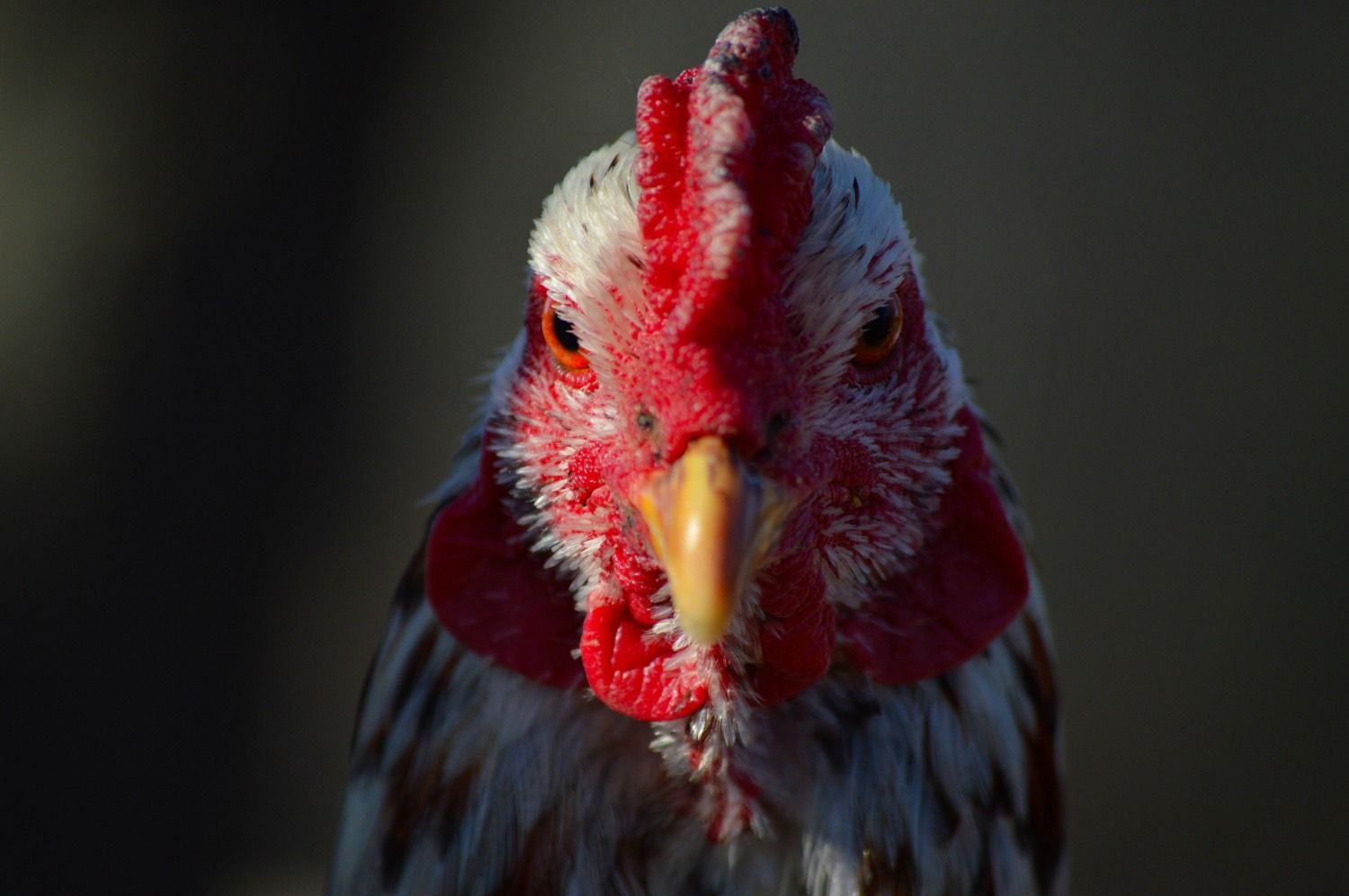 Chicken "in your face" pictures!! - Page 3