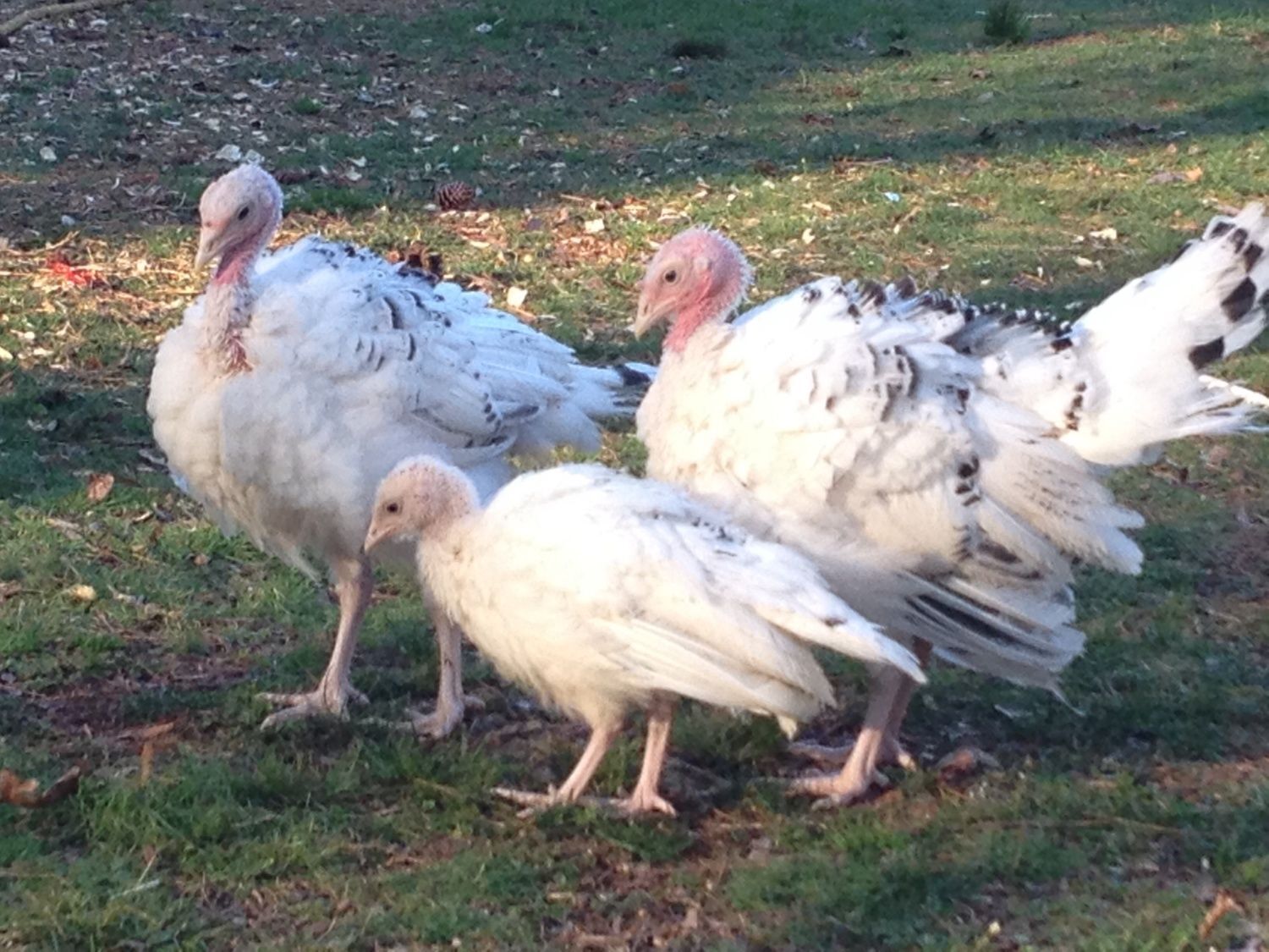 Strutting 7 week old Royal Palm turkey...(9 weeks and updated photos)