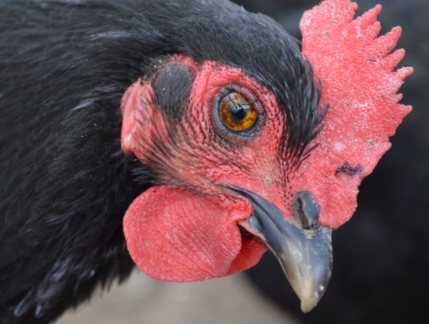 Most beautiful chicken contest