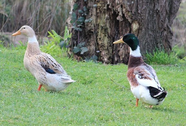 Pekin X Wild Mallard Hybrids?
