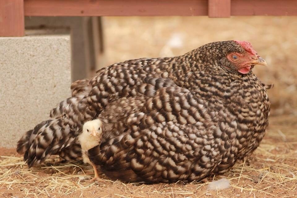 Silkie barred rock cross