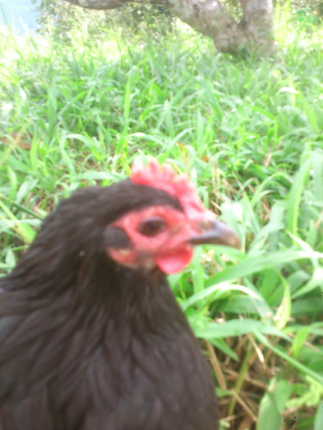 Blocked Nose, abscess/warts on chickens face and comb