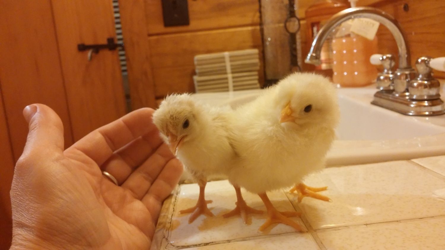 albino chicken - Page 2