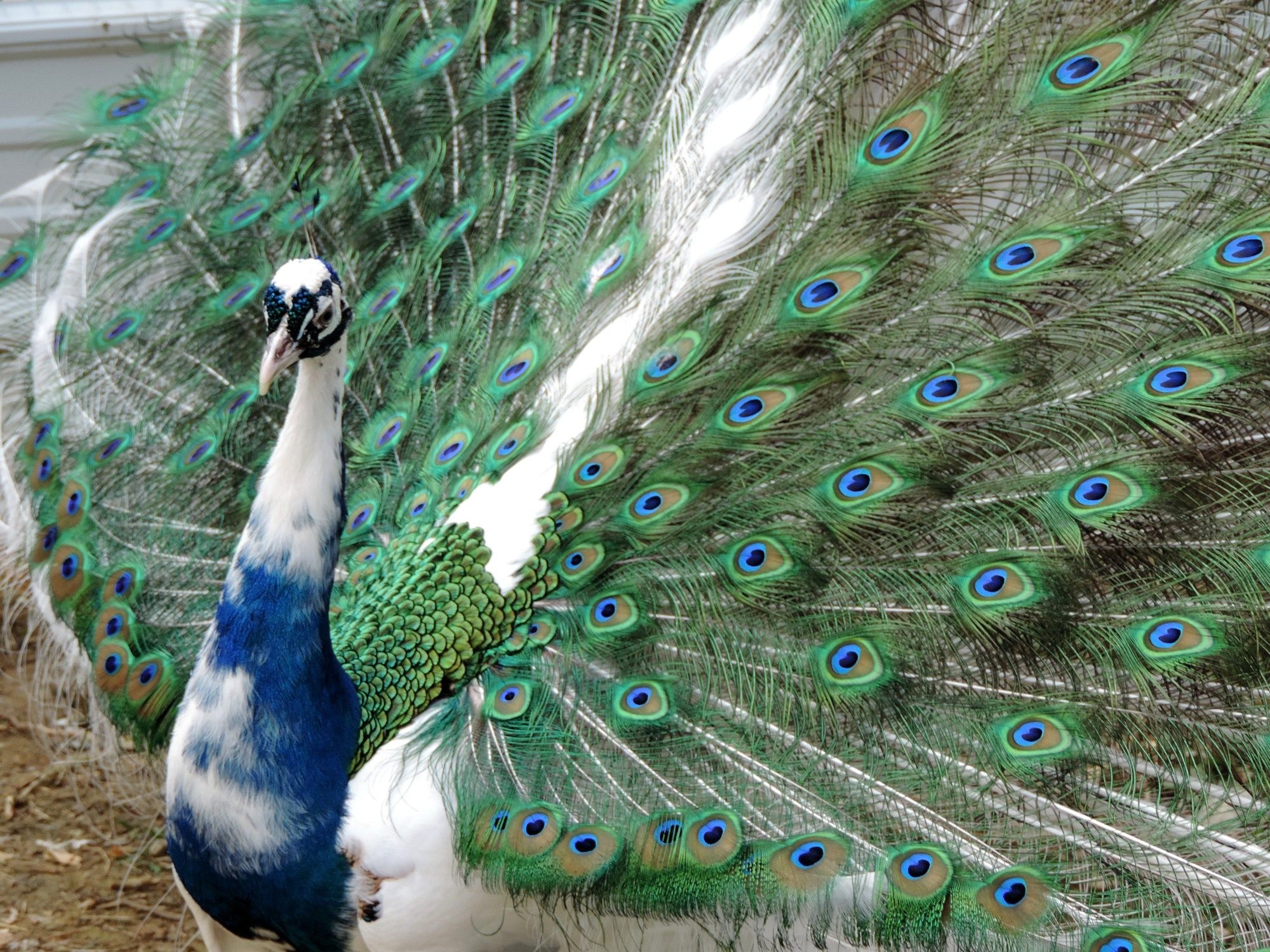 Peafowl 201: Further Genetics- Colors, Patterns, and More