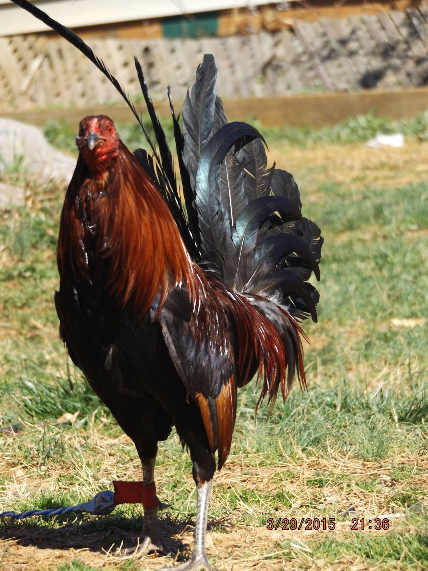 Show off your gamefowl!!!!!