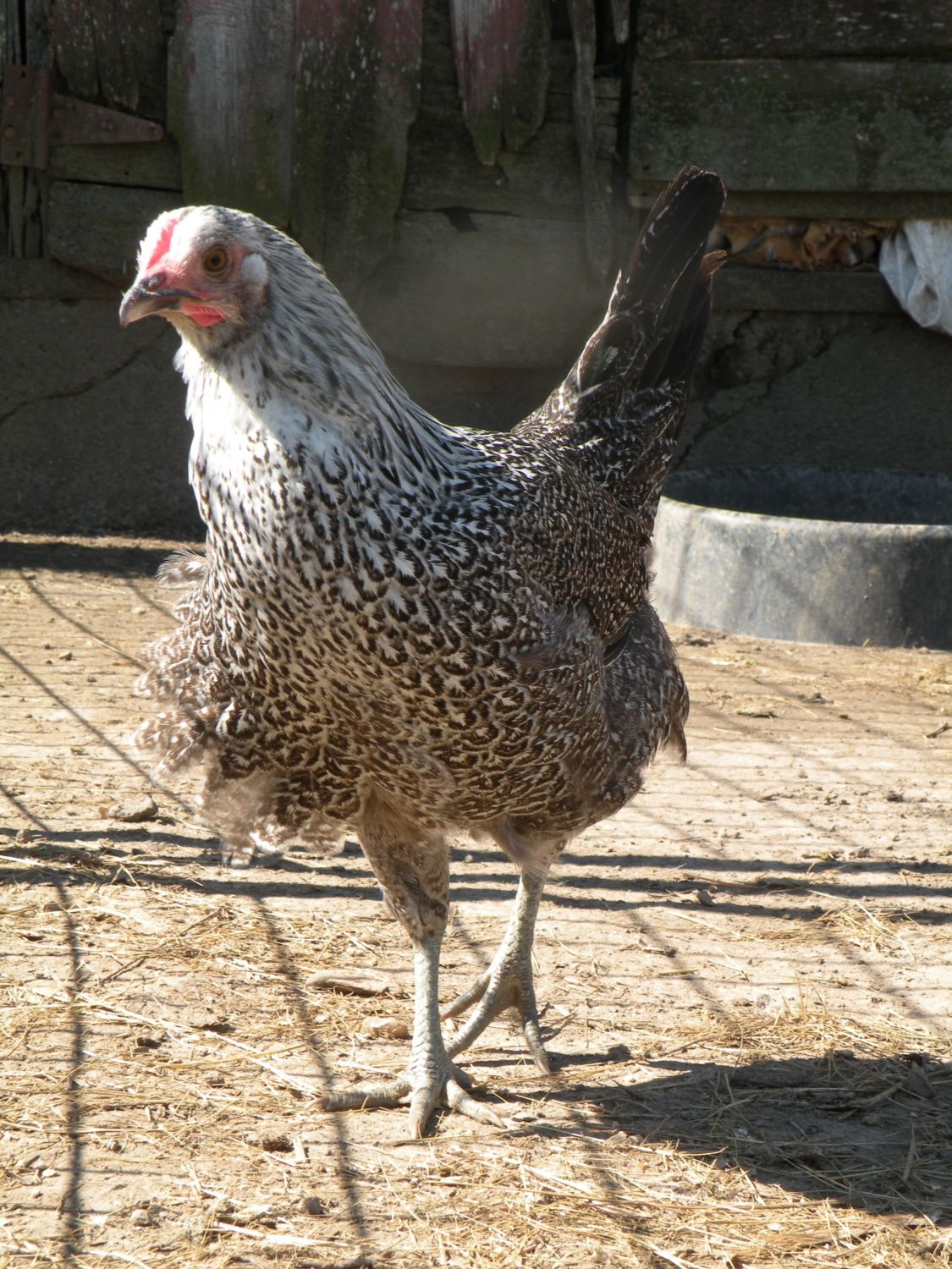 Chicken Breed Focus - Iowa Blue
