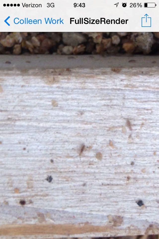 HELP!! Thousands of tiny gray bugs!