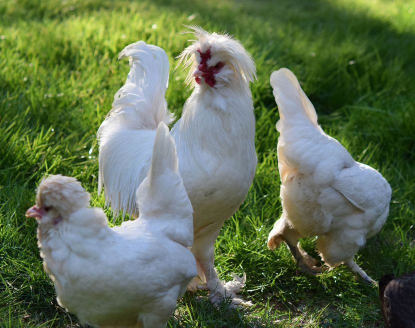 Chicken Breed Focus - Sultan