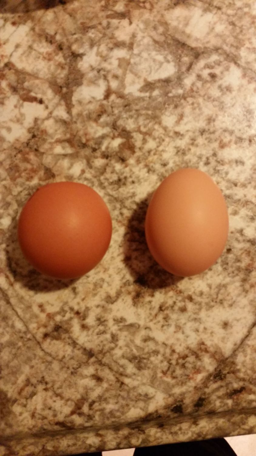 Perfectly round egg!! Pics