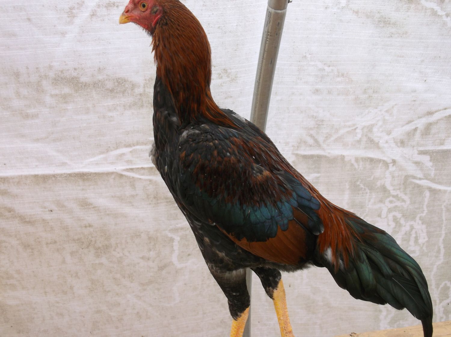 Chicken Breed Focus - Aseel/Asil