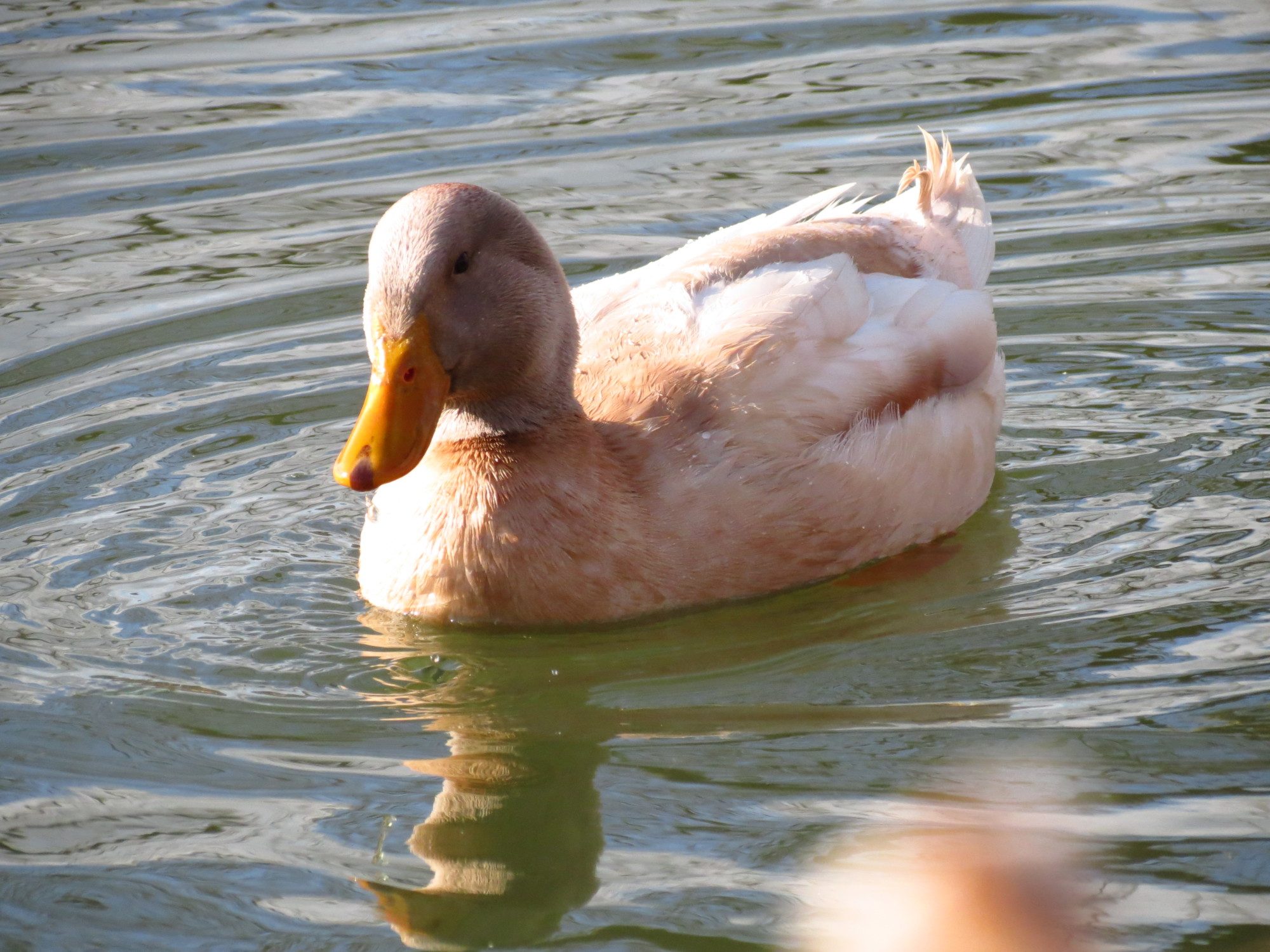 Duck Breed Focus - Buff Orpington