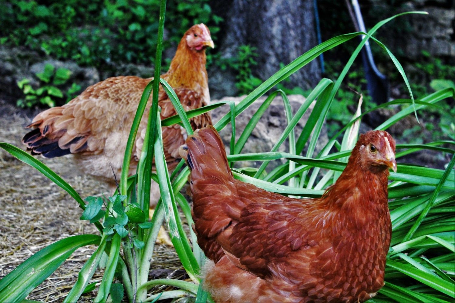 Gallus Domesticus Obsession - BackYard Chickens Community