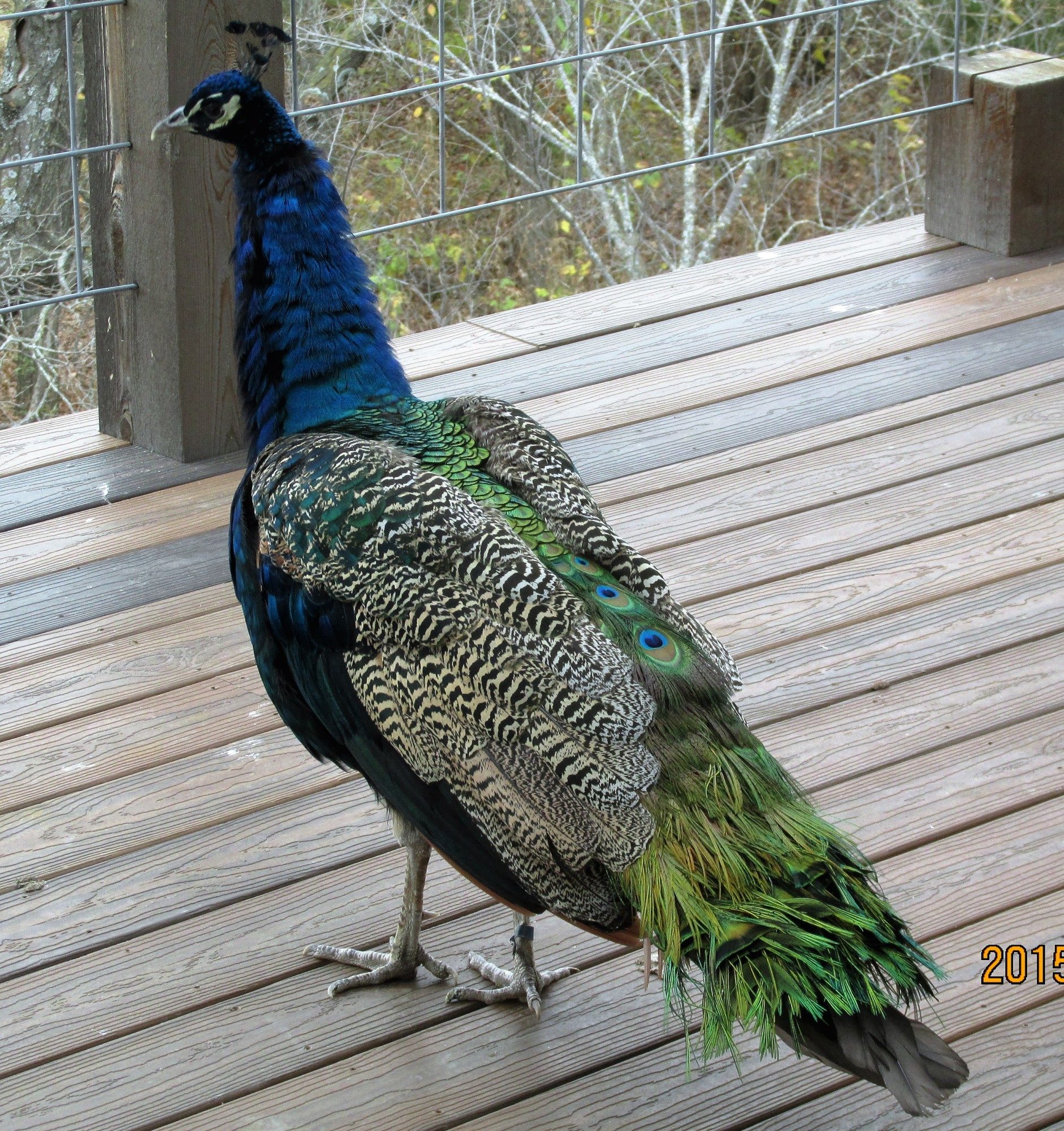What Color Is this Peachick?