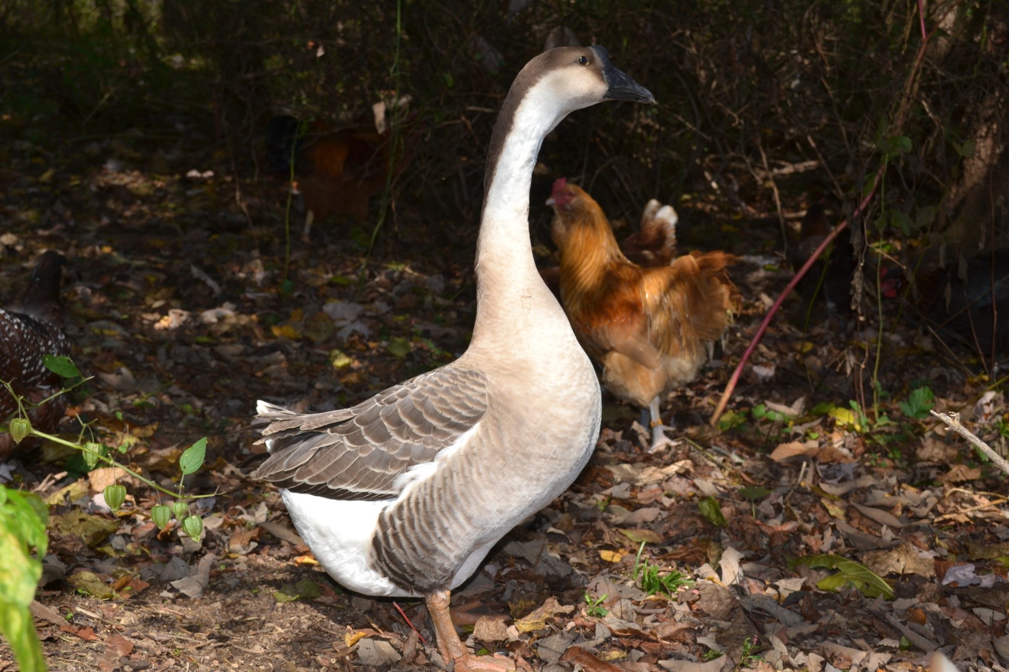 Geese Breed Focus - African