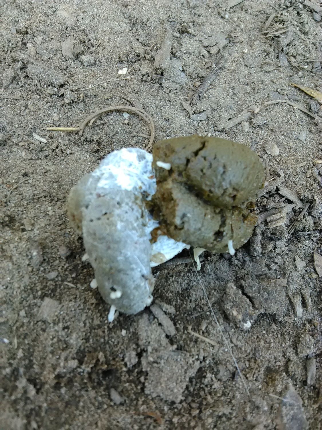 Worm identification and treatment