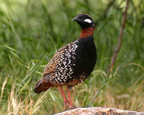 Black Francolin (KALA TEETAR)