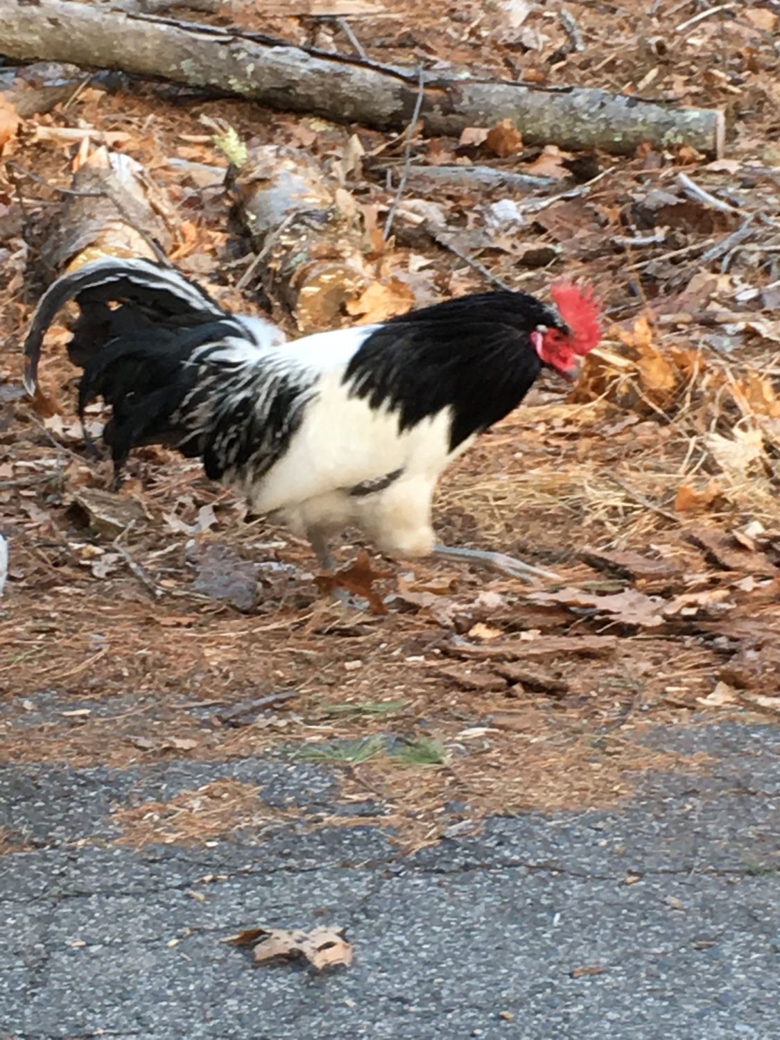 Human/turkey socialization - Page 3