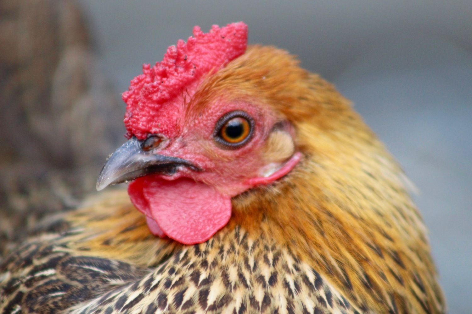 ENDED - WINNER ANNOUNCED - Chicken Comb Contest 2016 - ROSE - Page 3