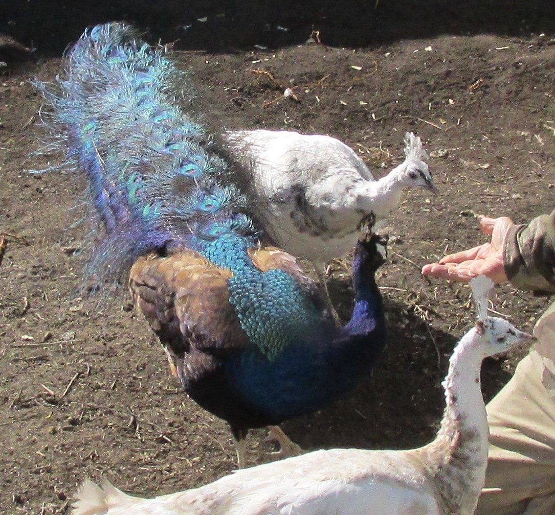 KsKingBee's Peafowl - BackYard Chickens Community