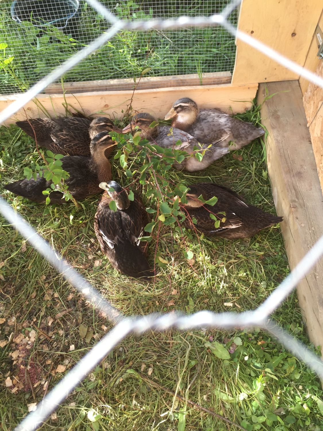 Post your exotic/domestic duck aviary/pool pics