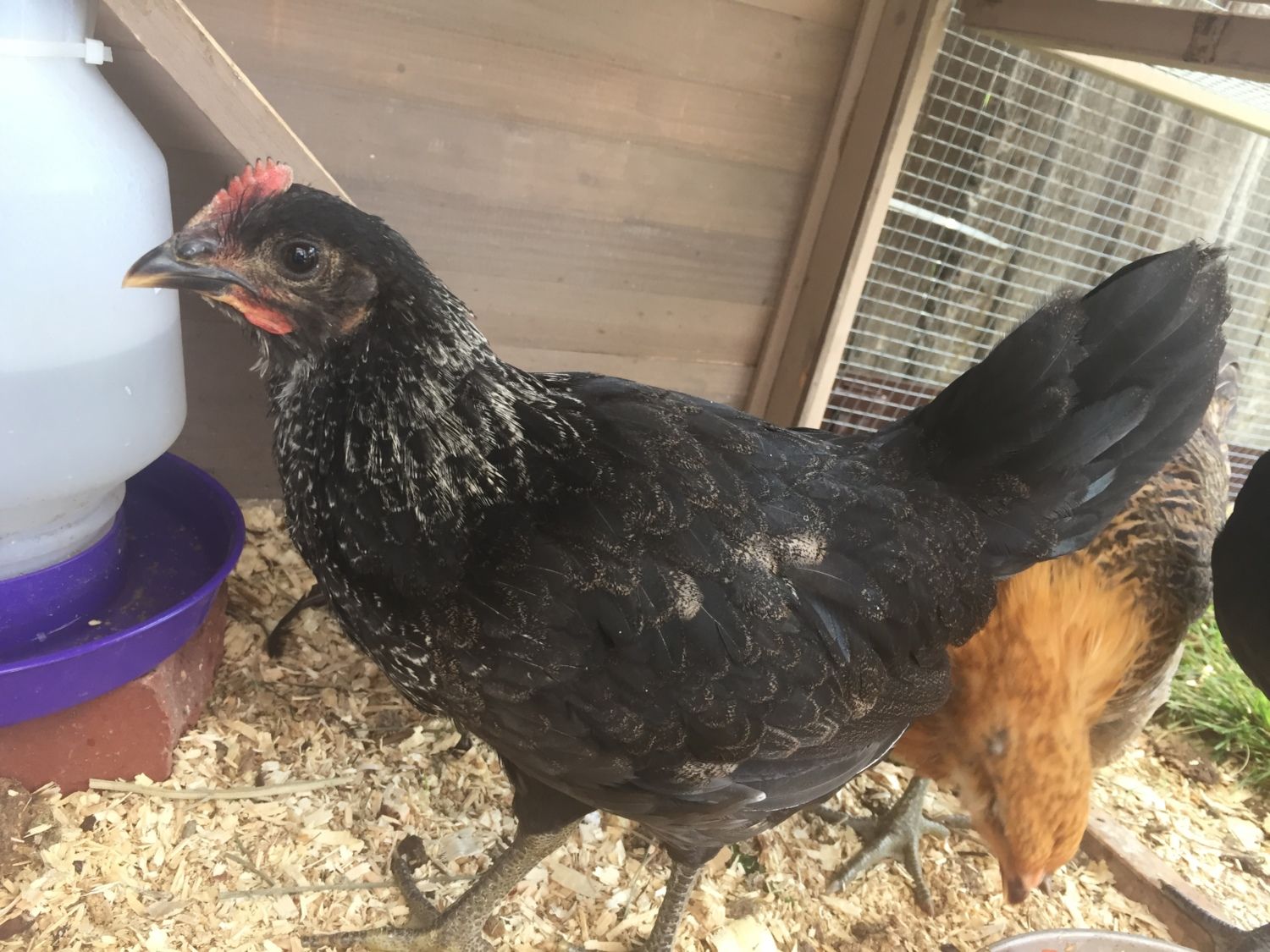 Iowa Blue Chickens - Understanding The Traditional Type