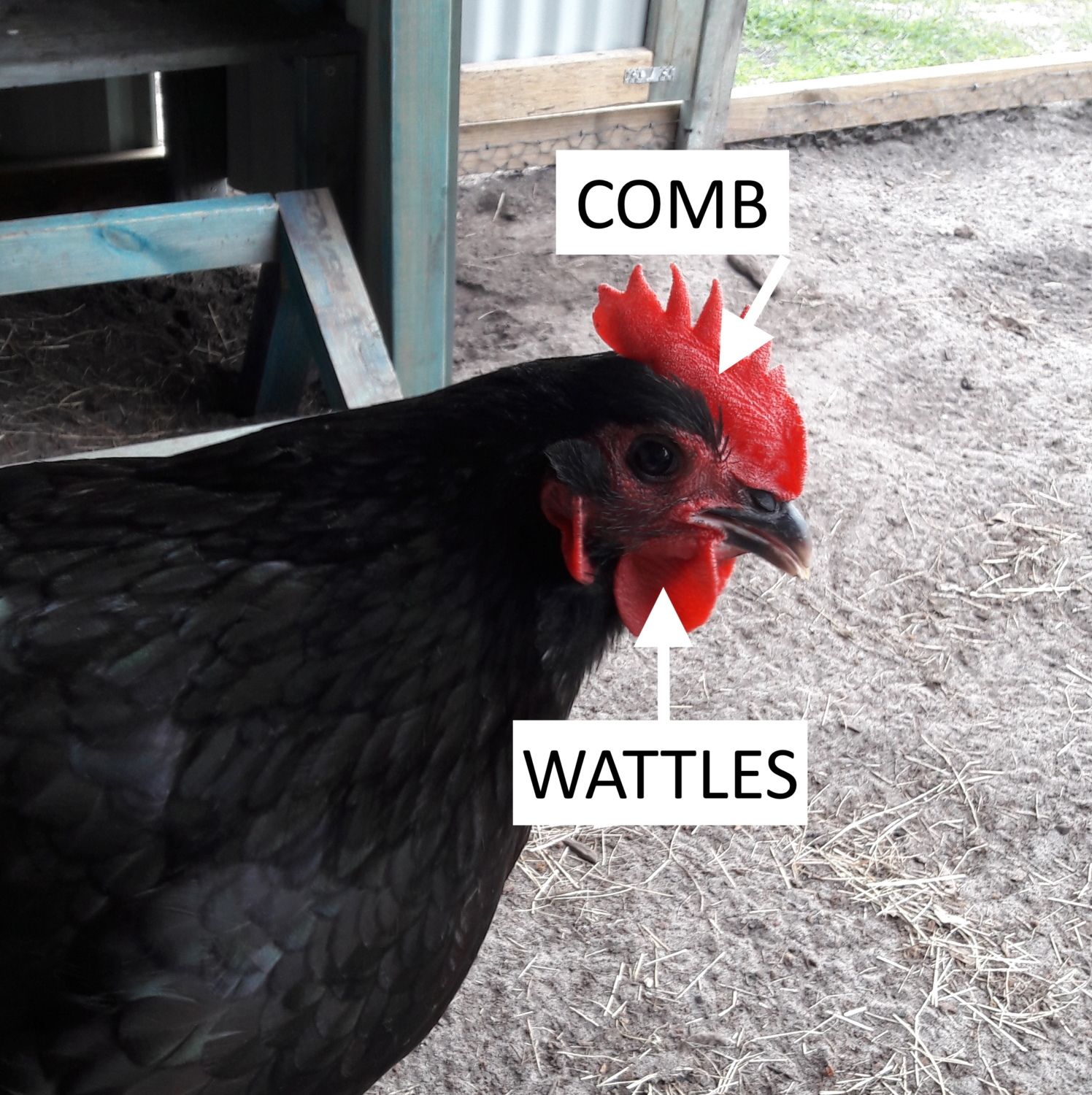 Glossary of Chicken Terms - BackYard Chickens Community