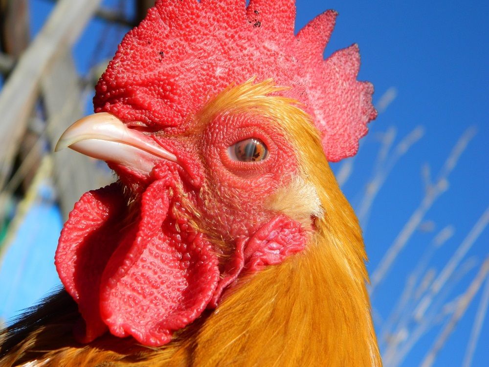 Stuff Floating in Rooster's Eyes?