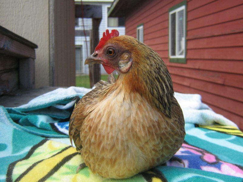 Dutch Blue Light Brown Splash | BackYard Chickens - Learn How to Raise ...