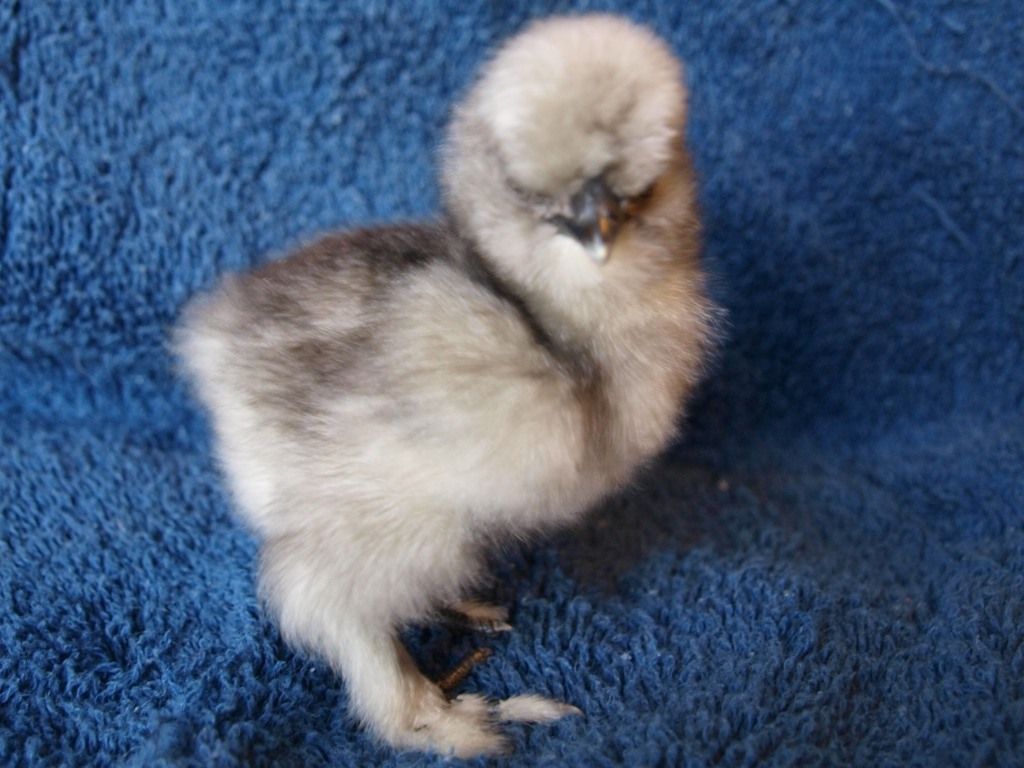 My Newest SILKIE Babies [pics]