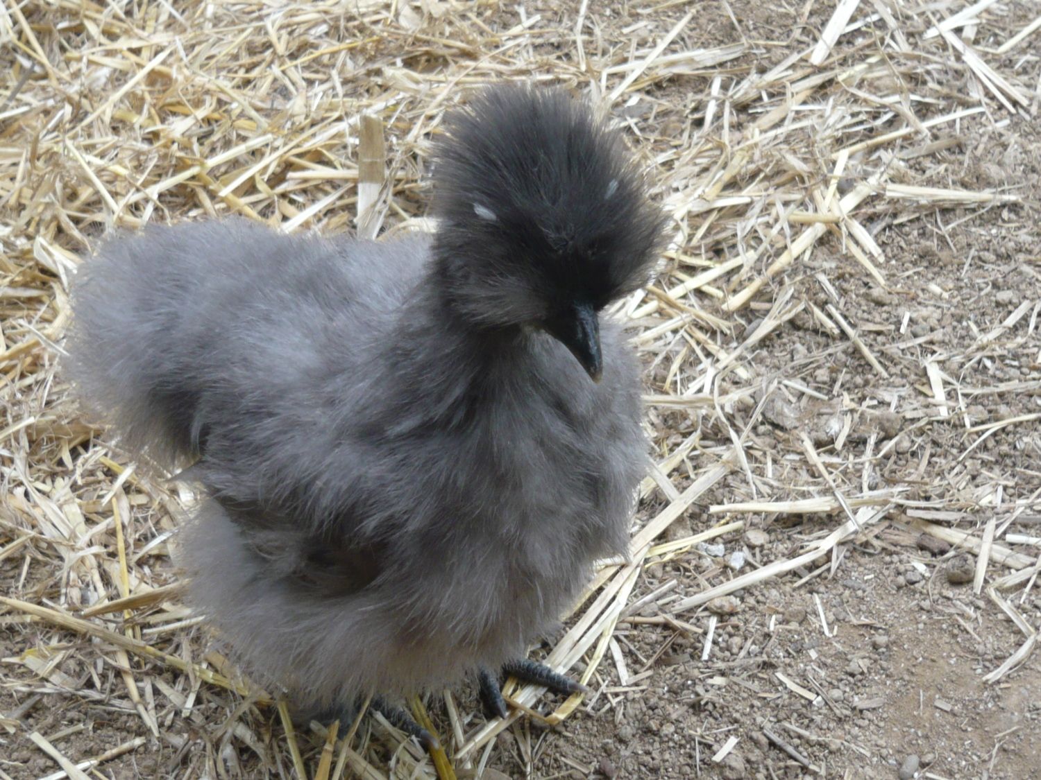 My chicks at 8 weeks old plus my two new ones i got yesterday 7 weeks ...