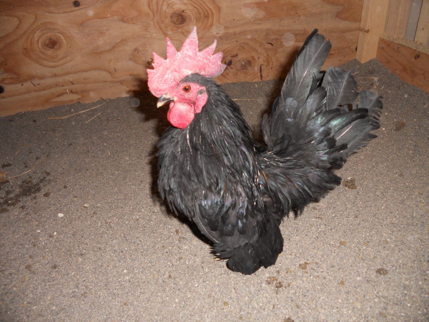 Black Serama Rooster AUCTION | BackYard Chickens - Learn How to Raise ...