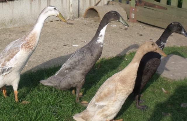 Blue Indian Runner Ducks