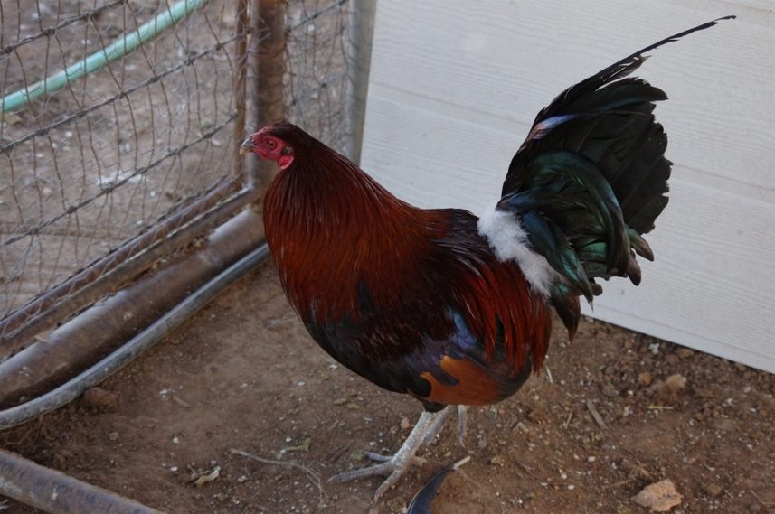 Backyard Poultry Forum • View topic - Is this an OEG hen?