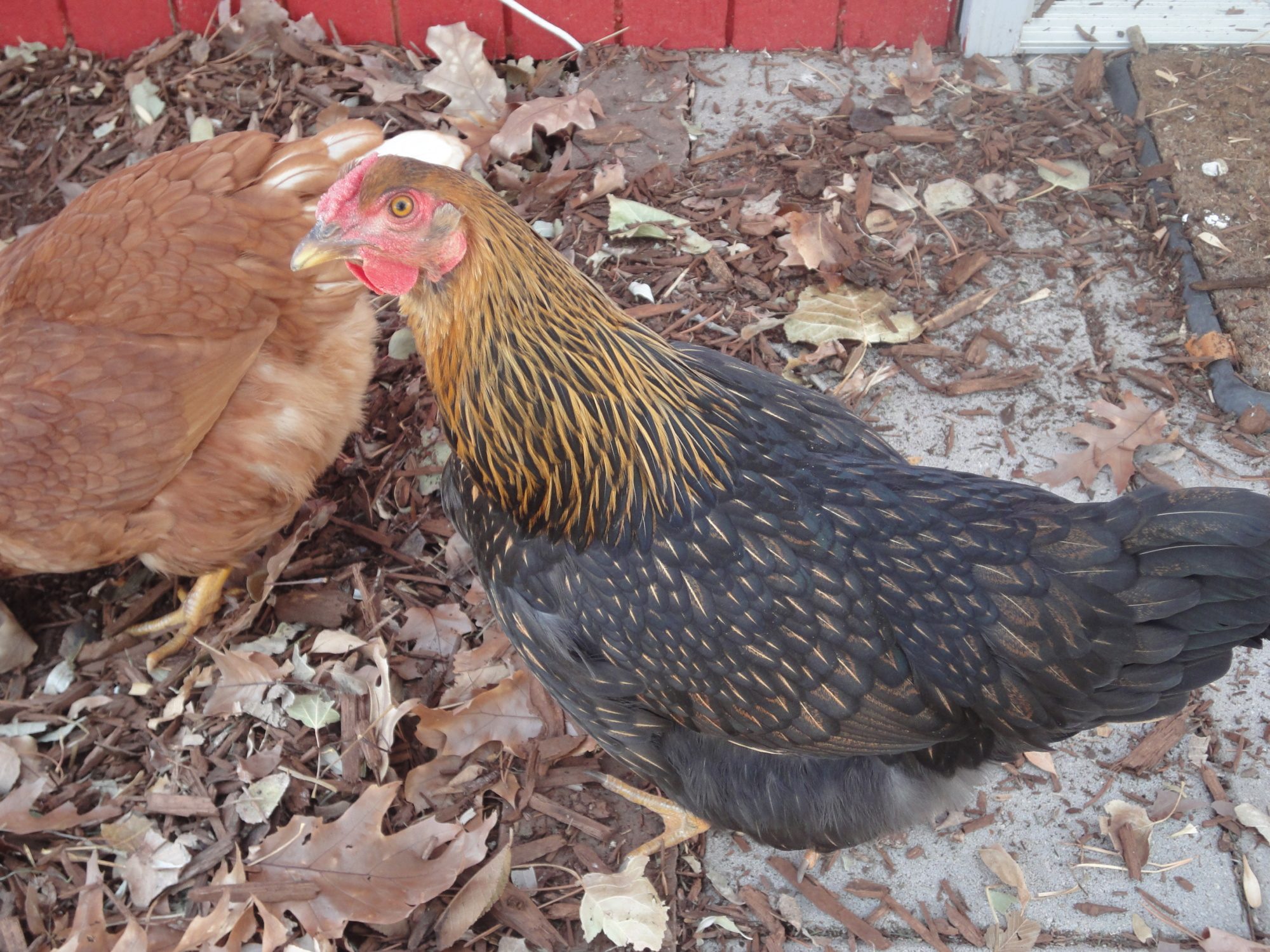 What Breed Are These Brown Egg Layers Backyard Chickens