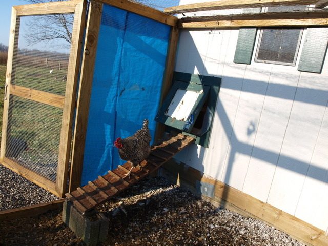 Coop door to run (Guillotine or Pop) | BackYard Chickens - Learn How to ...