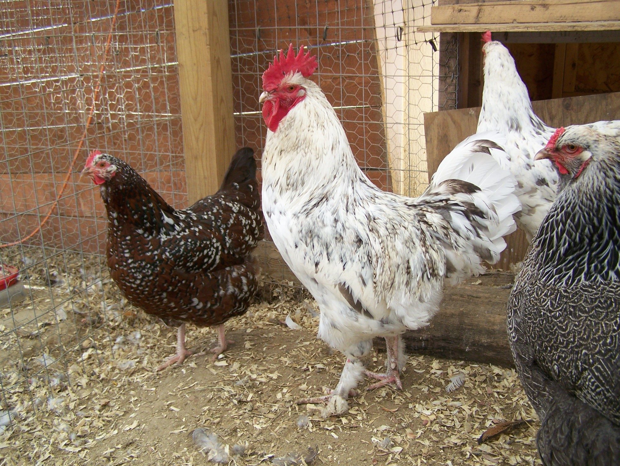 Absolutely Beautiful French Splash Maran Cockerel- 8 mos | BackYard ...