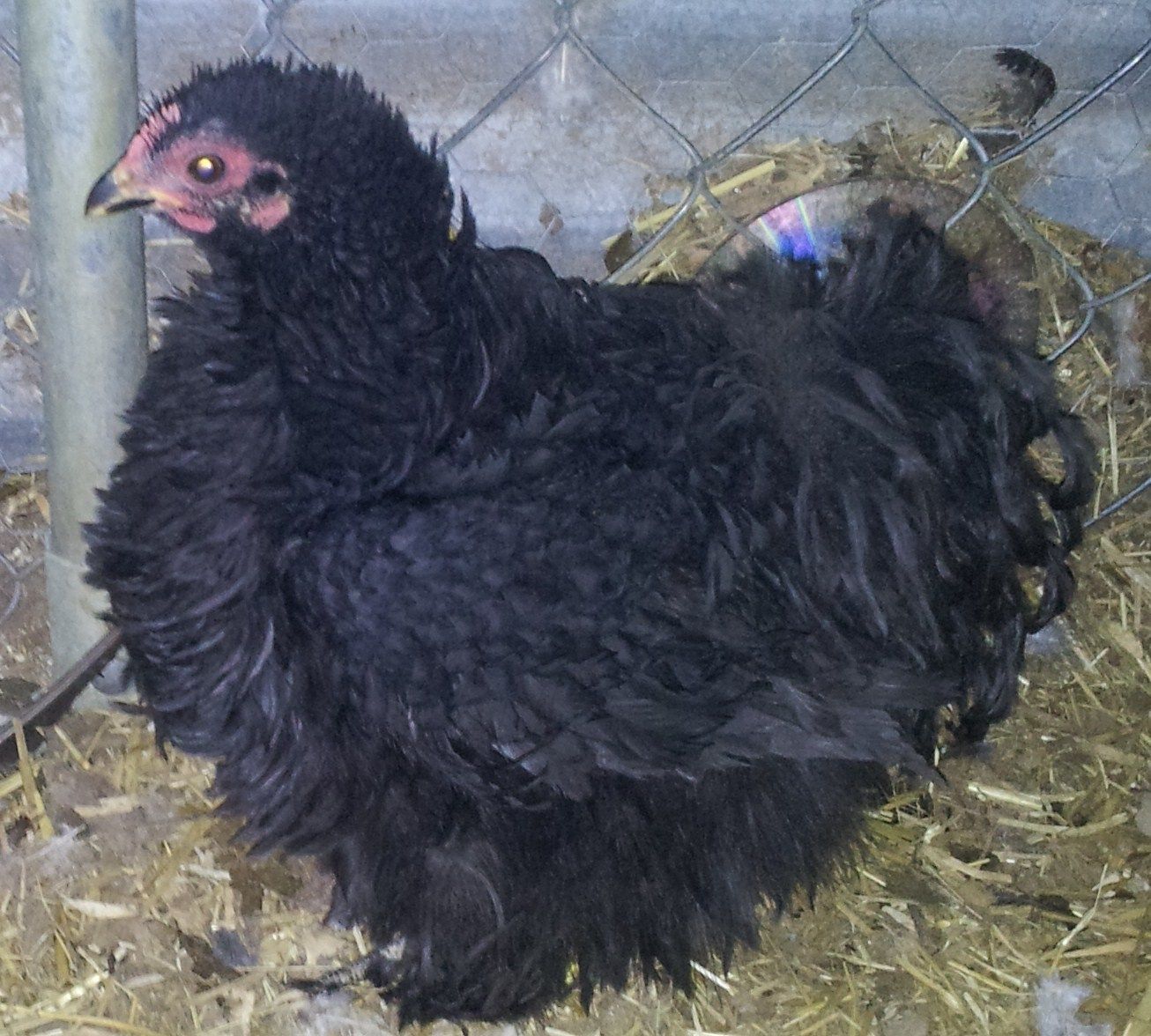 frizzled bantam cochin Male or Female? | BackYard Chickens - Learn How ...