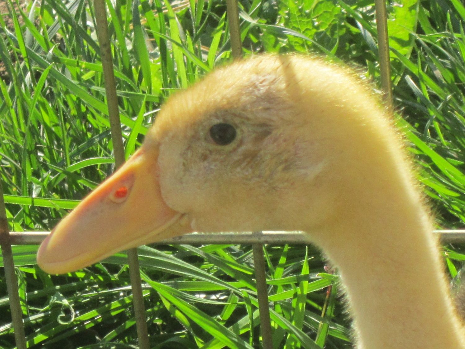 Indian Runner Ducklings Boys or girls? | BackYard Chickens - Learn How ...