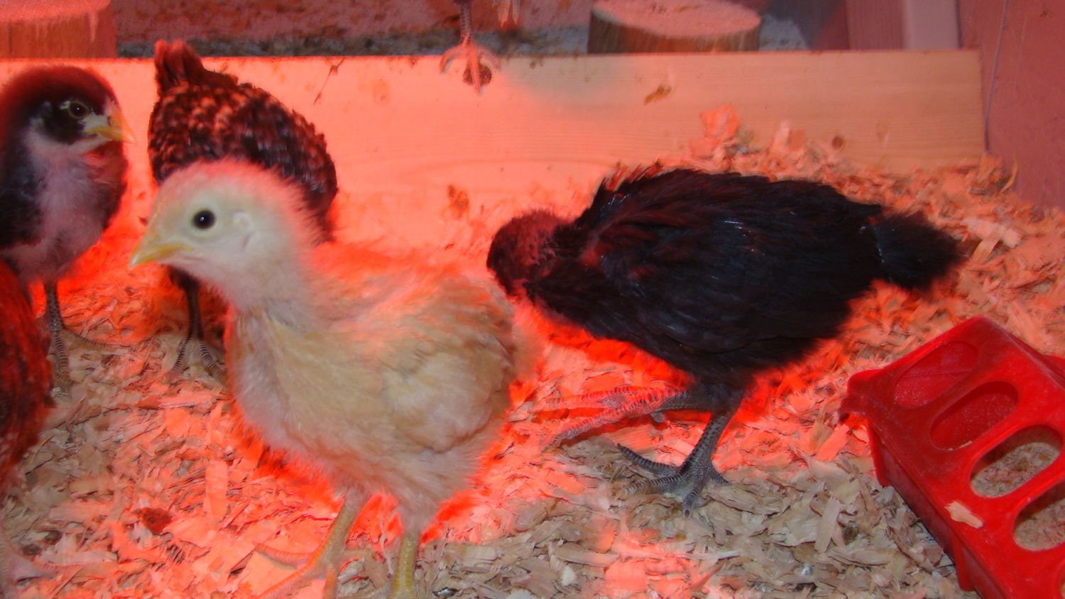 3 week old chicks PICTURES | BackYard Chickens - Learn How to Raise ...