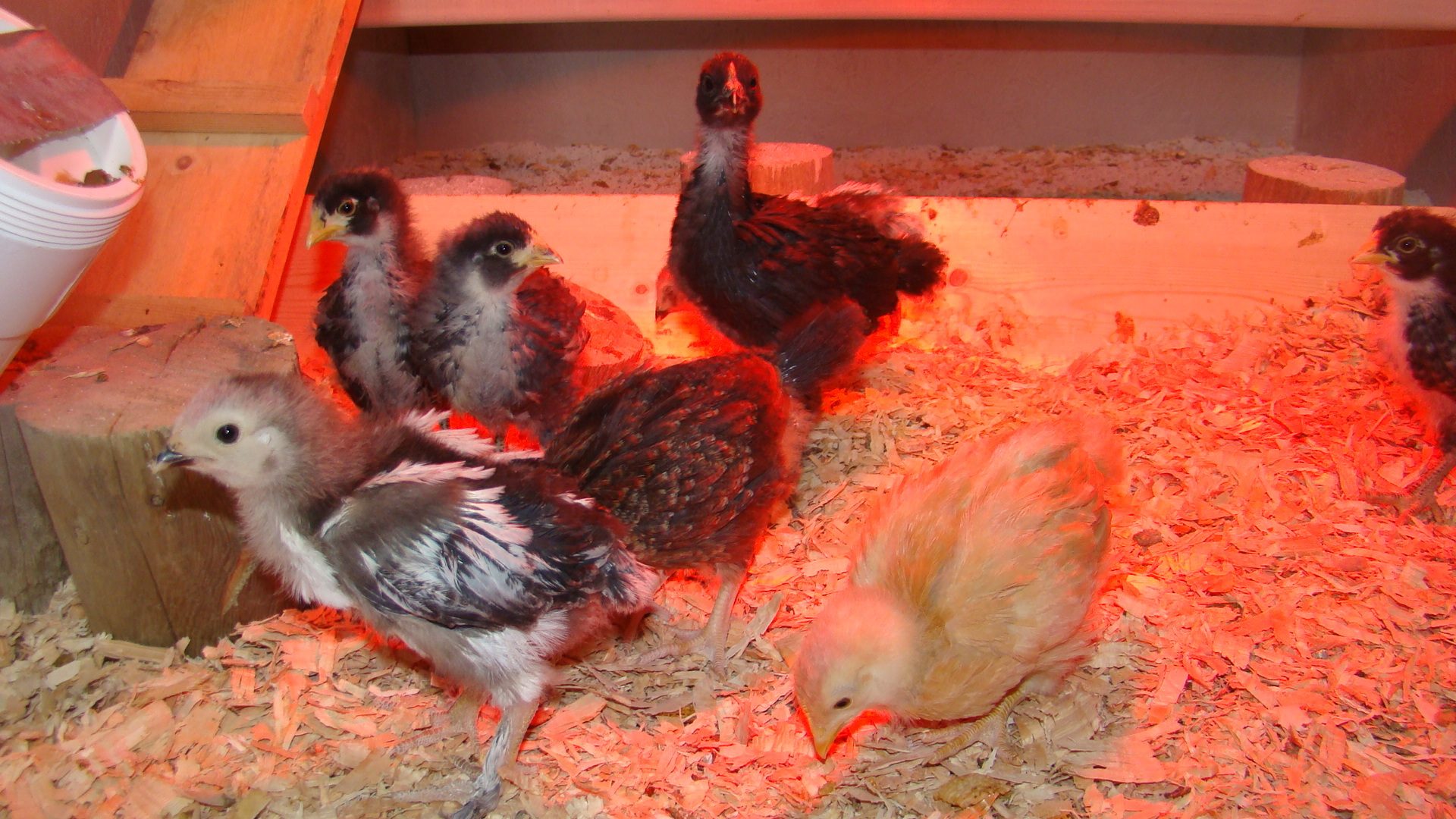 3 week old chicks PICTURES | BackYard Chickens - Learn How to Raise ...