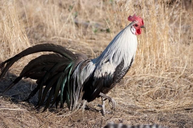 South Central Montana Chickens | BackYard Chickens - Learn How to Raise ...