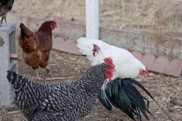 South Central Montana Chickens | BackYard Chickens - Learn How to Raise ...