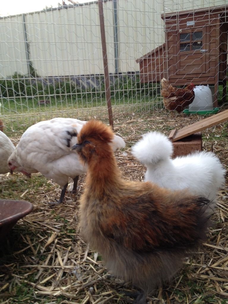 12 week old silkie...Male or Female? | BackYard Chickens - Learn How to ...