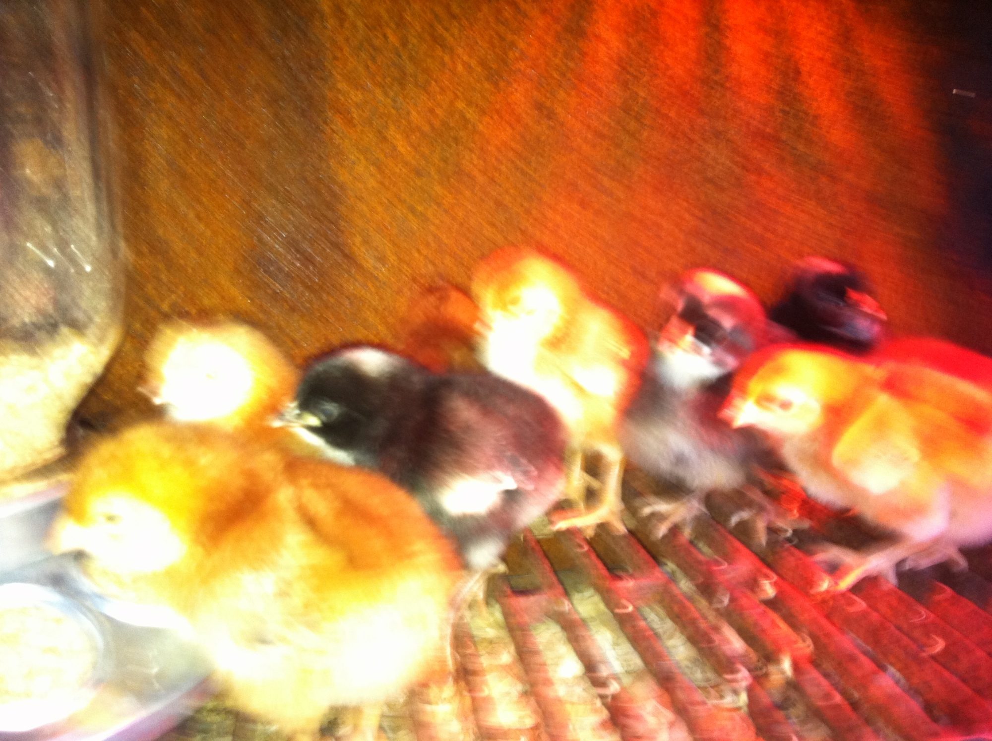 First ever baby chicks: Six Days In. QUESTIONS and PICTURES | BackYard ...