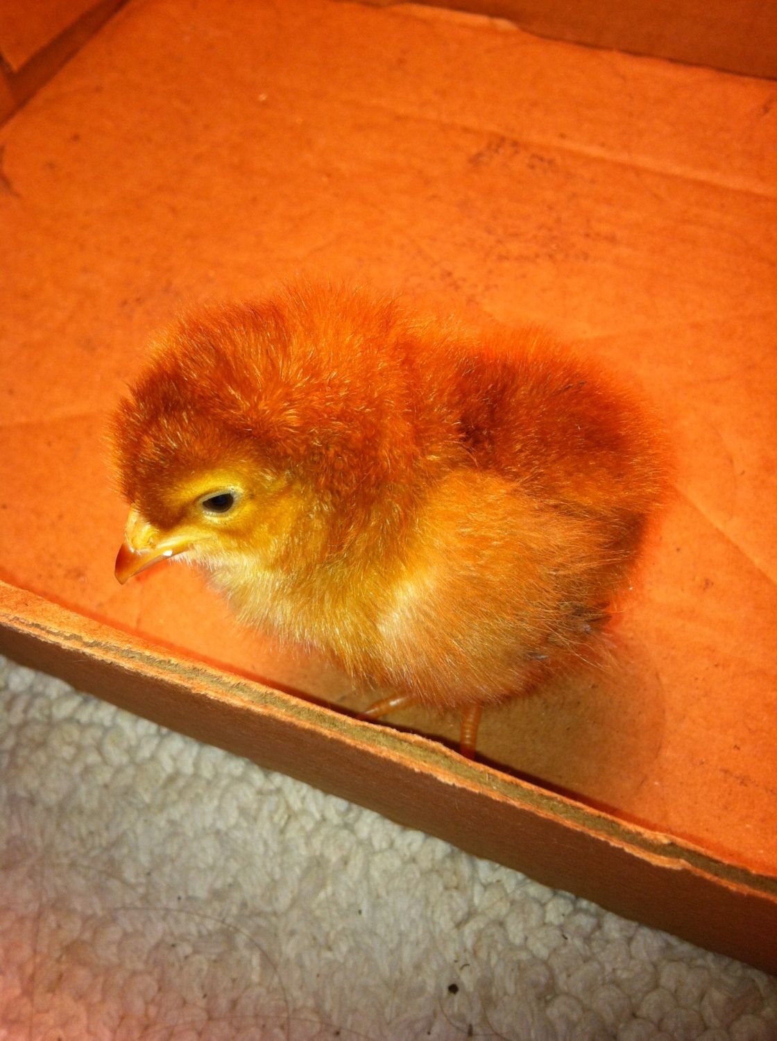 First ever baby chicks: Six Days In. QUESTIONS and PICTURES | BackYard ...
