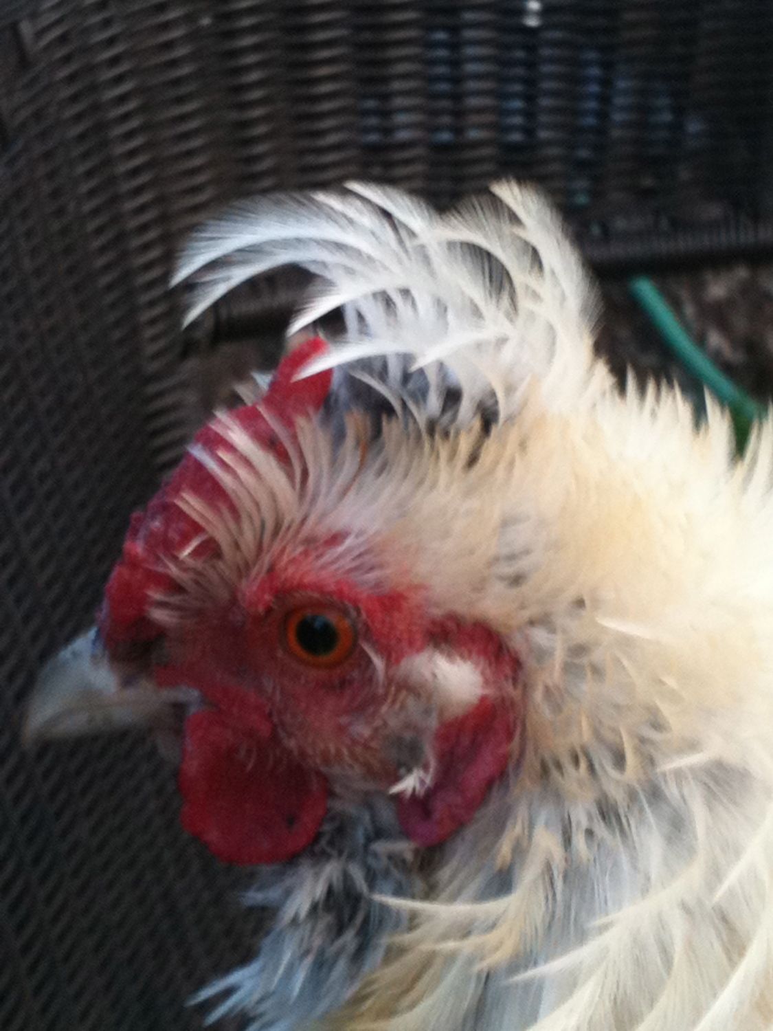 Puff Heads! Ends March 31st | BackYard Chickens - Learn How to Raise ...