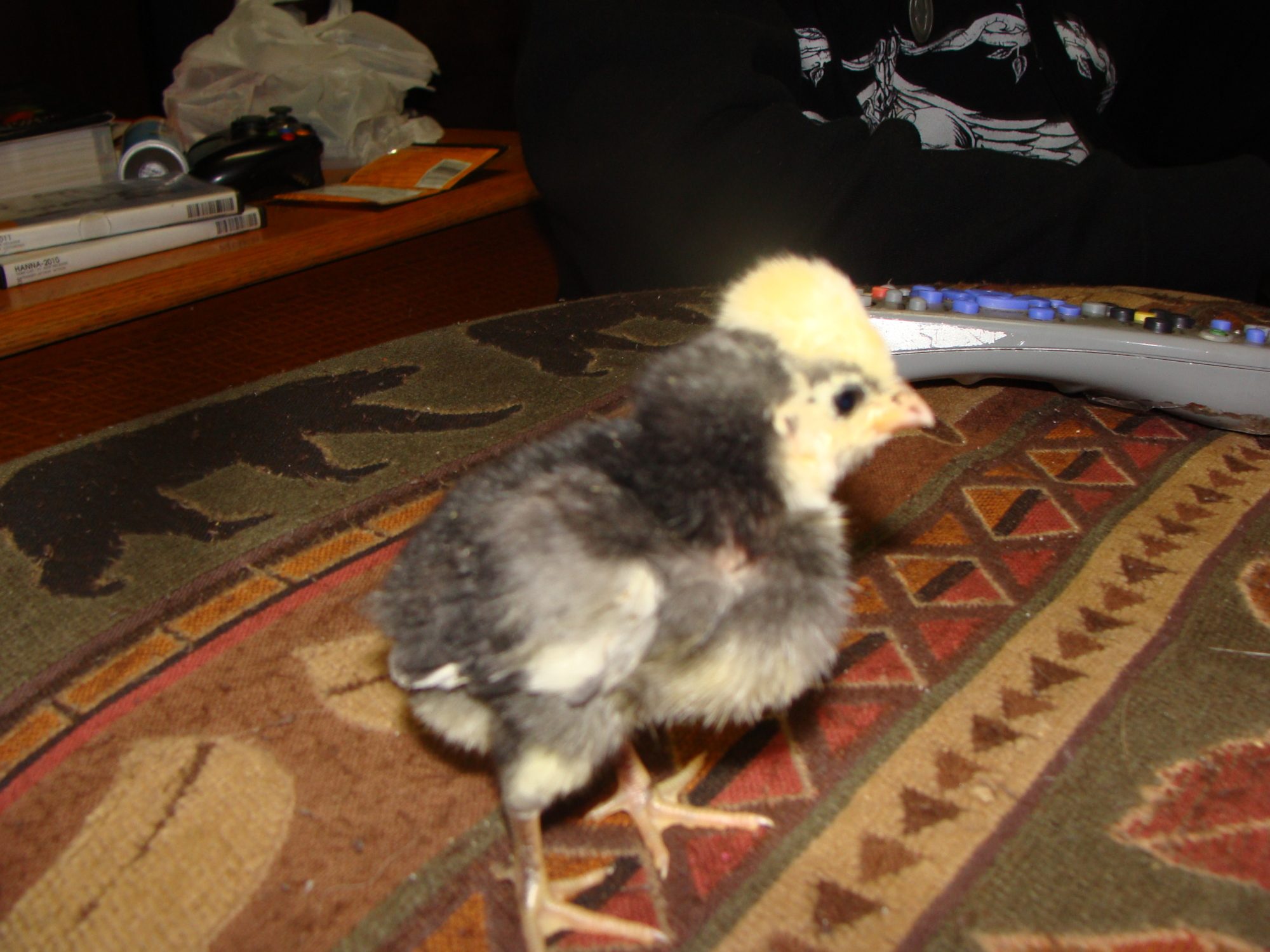 Puff Heads! Ends March 31st | BackYard Chickens - Learn How to Raise ...