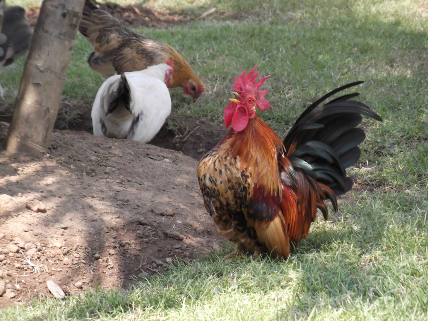Serama Bantams