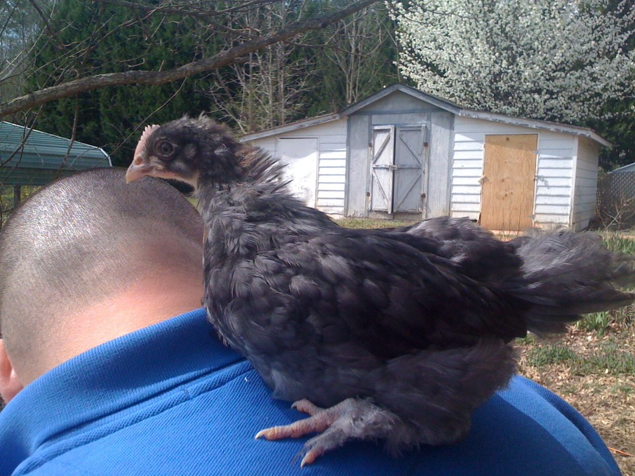Blue Copper Marans Gender? 6+ weeks old | BackYard Chickens - Learn How ...