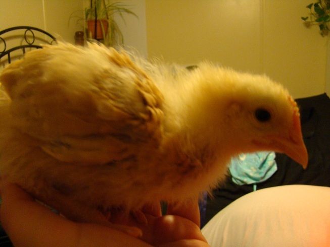 Breed Identification (And baby pictures!) | BackYard Chickens - Learn ...